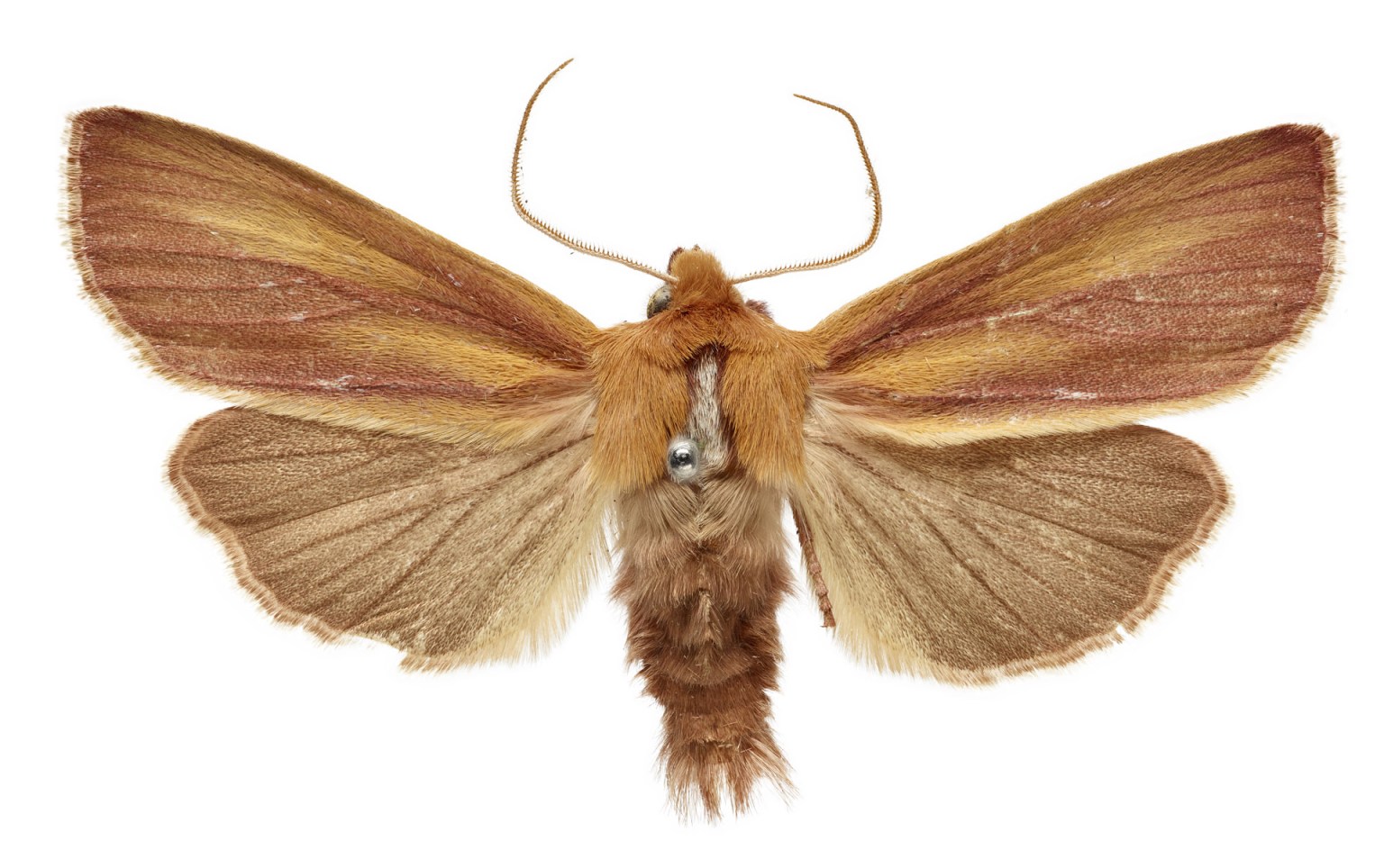 The 100 Year Moth Project: Spotting species in the sanctuary | Te Papa ...