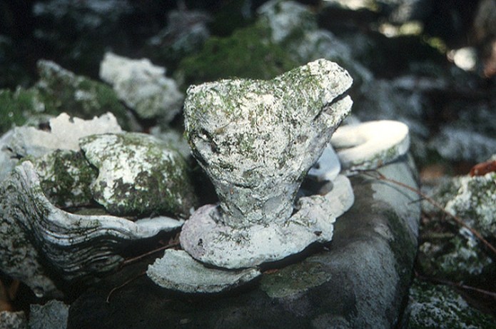 The Solomon Islands story of Tiola and the origin of the nguzunguzu ...