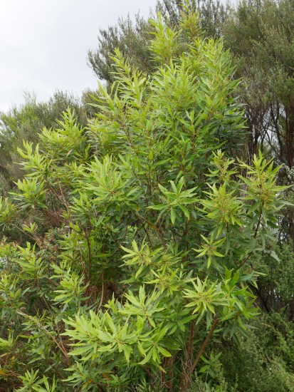 Lomatia fraseri, an Australian tree newly weedy in New Zealand | Te ...