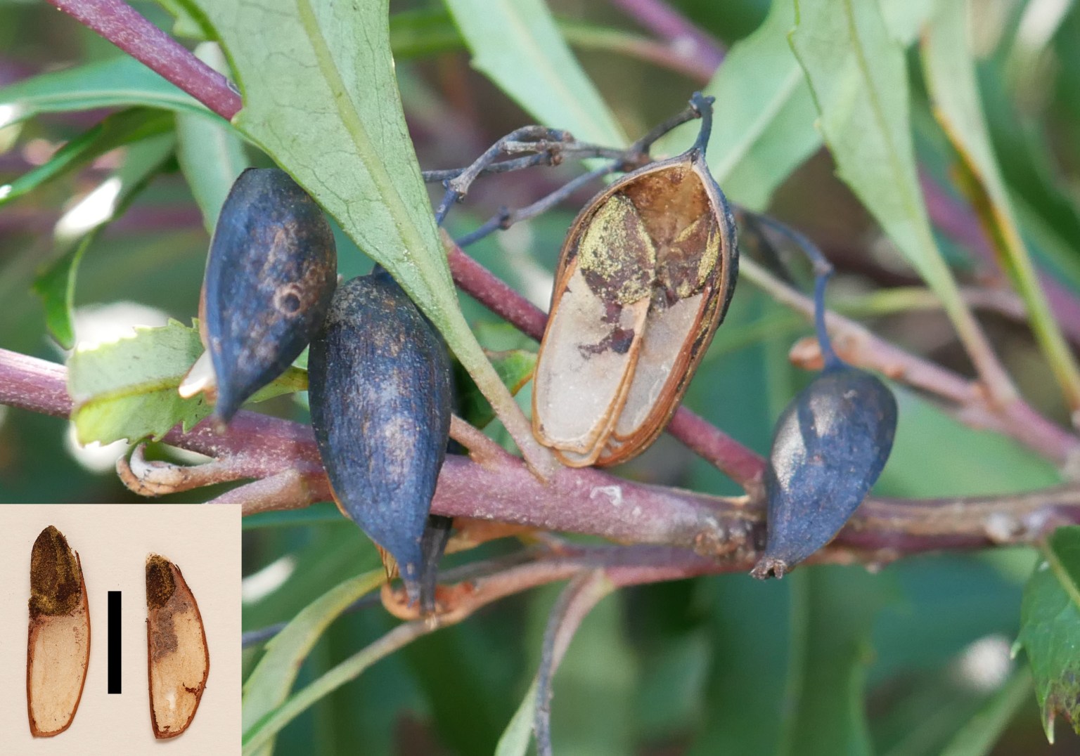 Lomatia fraseri, an Australian tree newly weedy in New Zealand | Te ...