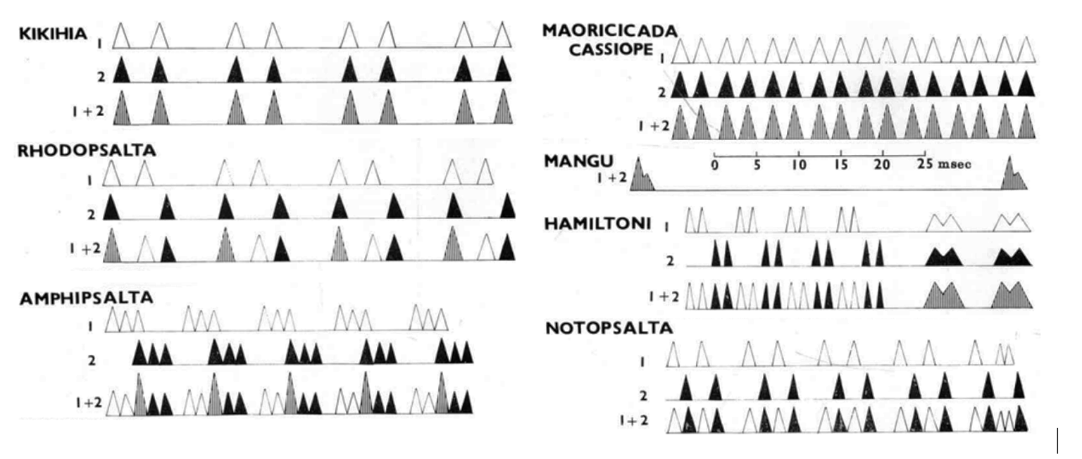 Cicada pattern diagram | Te Papa’s Blog
