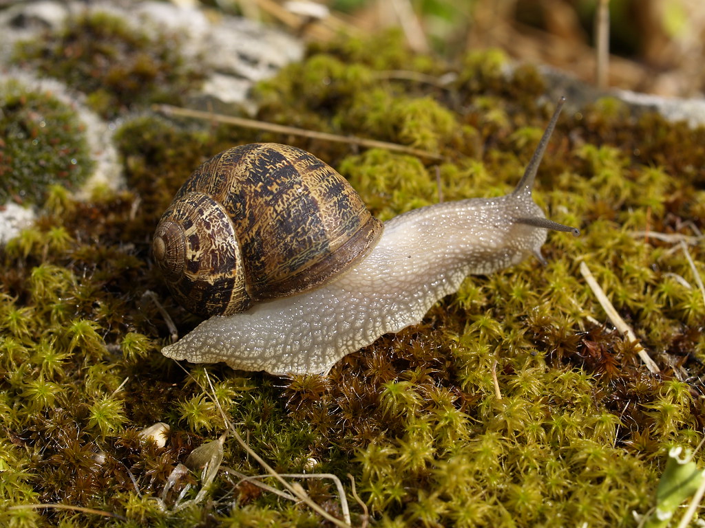 The snail from ‘Old Zealand’ | Te Papa’s Blog
