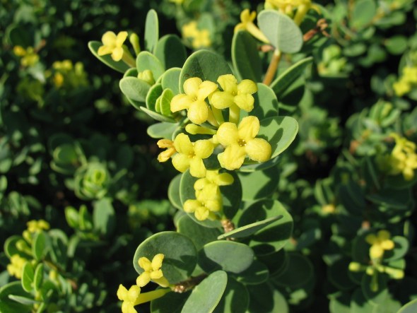 Using DNA to identify the plants used to make tapa | Te Papa’s Blog