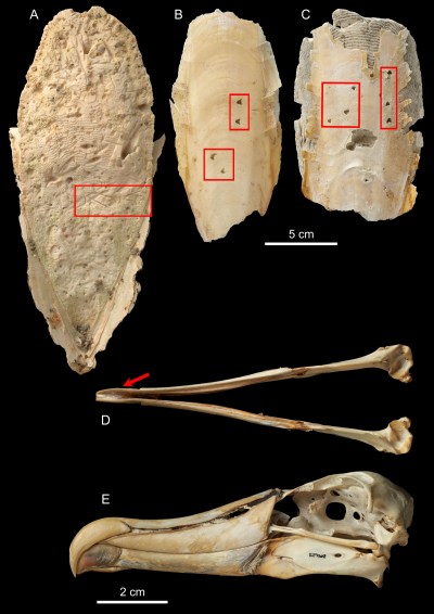 What are the cuttlefish bones found on our beaches? | Te Papa’s Blog