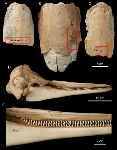 What are the cuttlefish bones found on our beaches? | Te Papa’s Blog