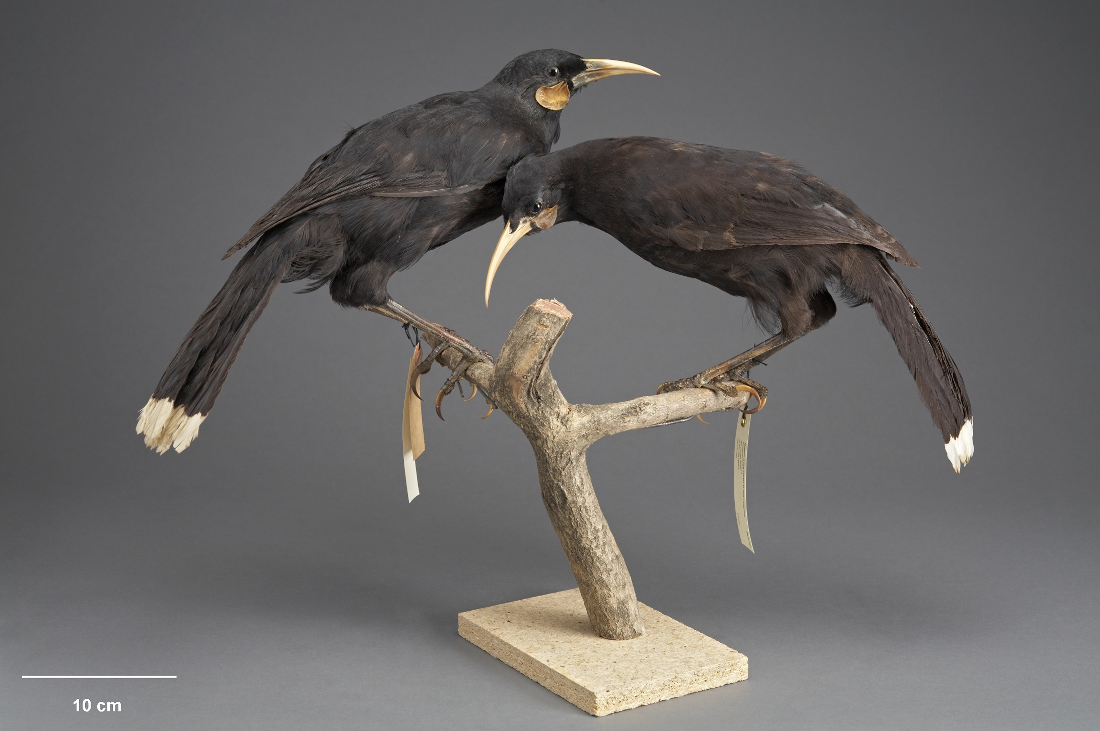 Why did male and female huia have different beaks? | Te Papa’s Blog