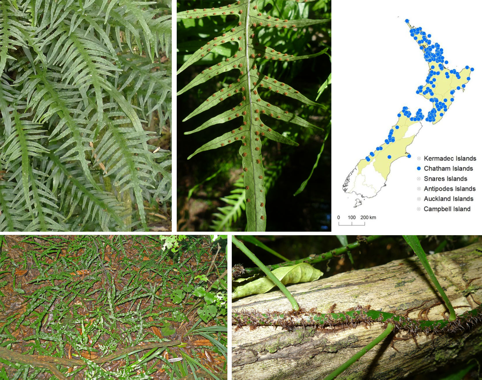 Lecanopteris scandens montage copy | Te Papa’s Blog