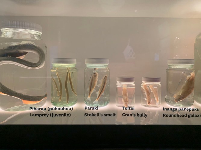 Spotlighting the most boring creatures in Te Taiao | Nature | Te Papa’s ...