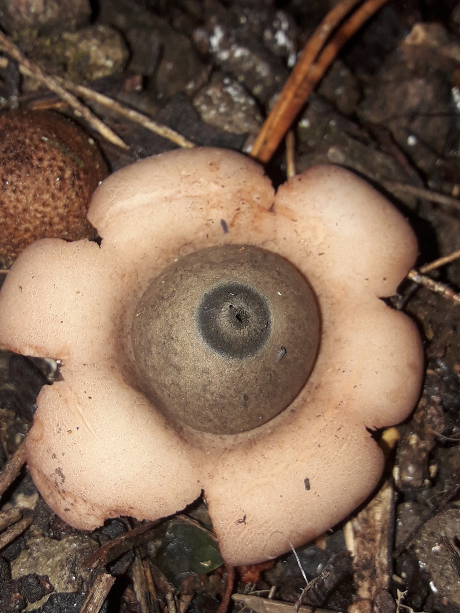 Fantastic fungi and how to identify them | Te Papa’s Blog