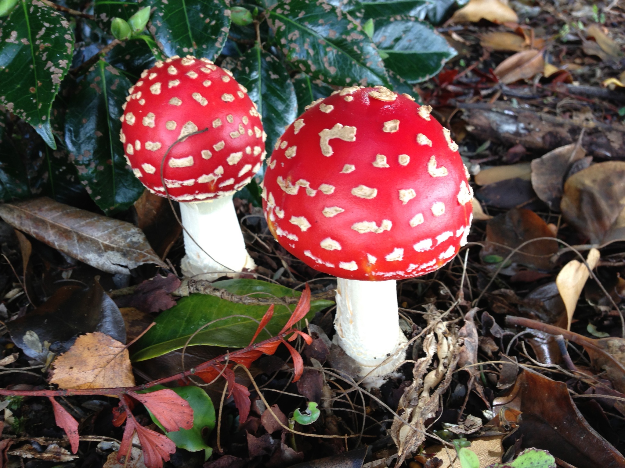 Fantastic fungi and how to identify them | Te Papa’s Blog