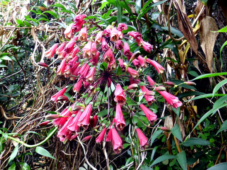 Pink bomarea (Bomarea edulis) is a South American vine related to ...