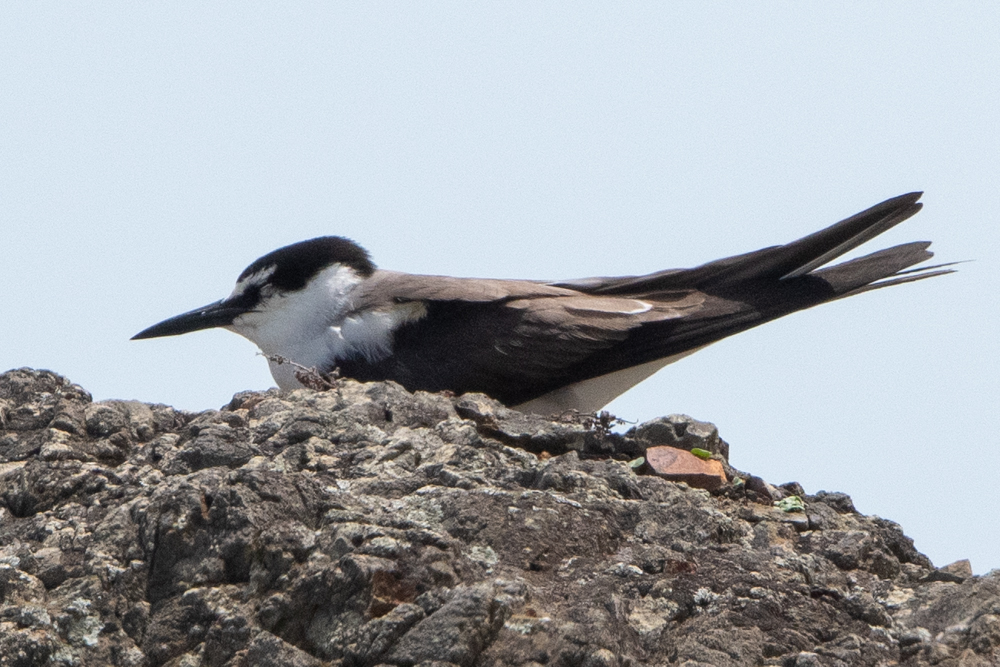 A new bird for New Zealand – black-naped tern | Te Papa’s Blog