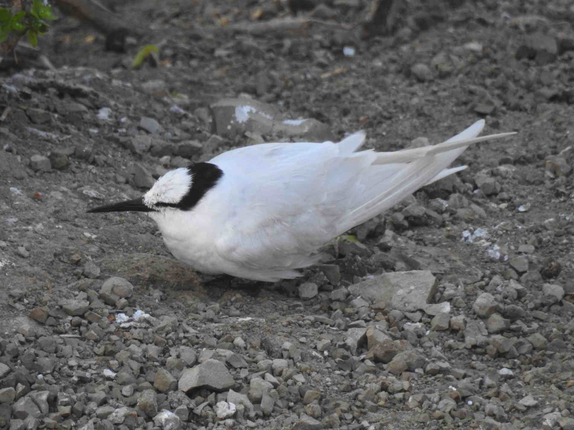 A new bird for New Zealand – black-naped tern | Te Papa’s Blog