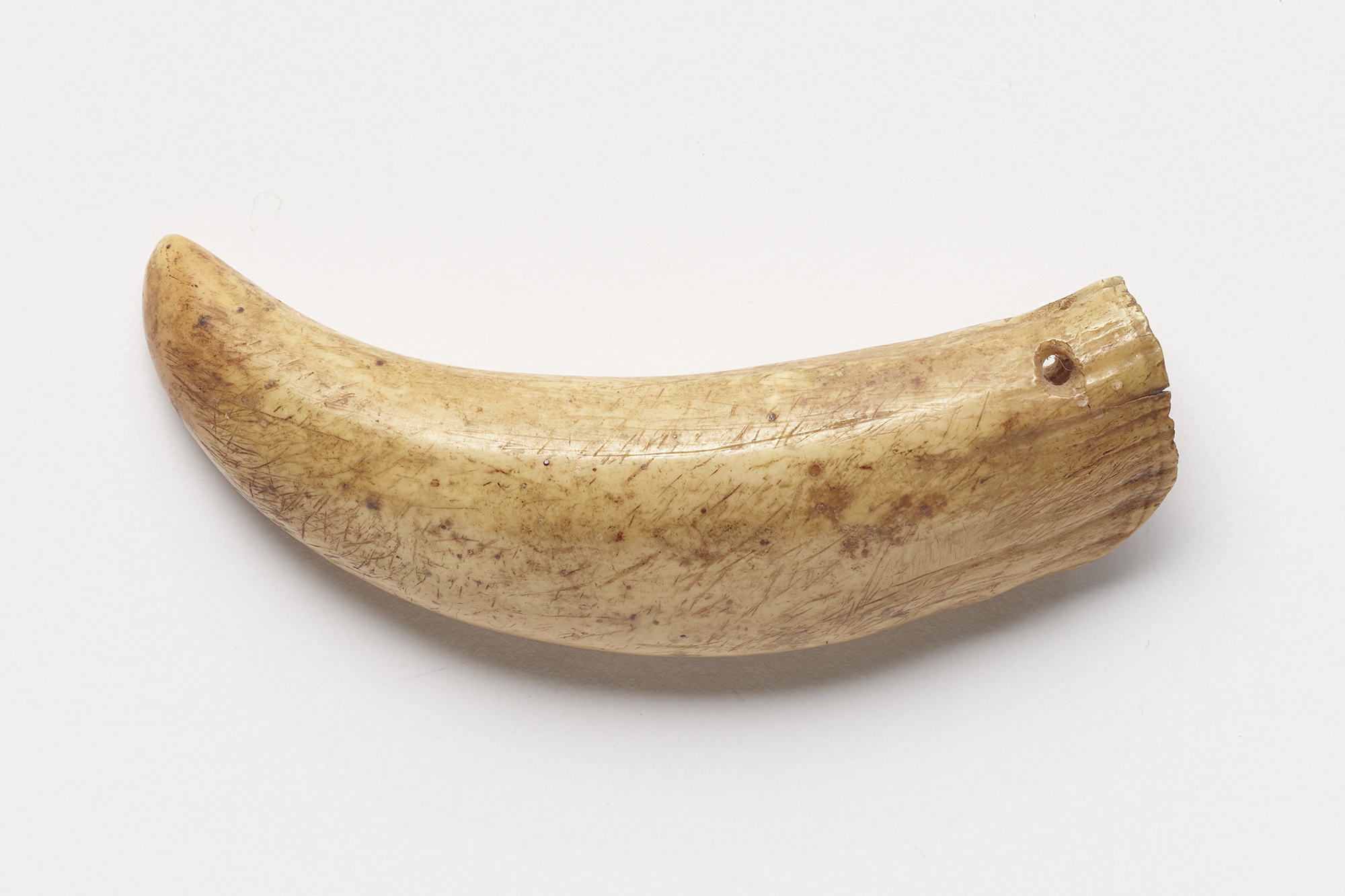 Tabua (Ceremonial whale tooth) OL002221 | Te Papa’s Blog