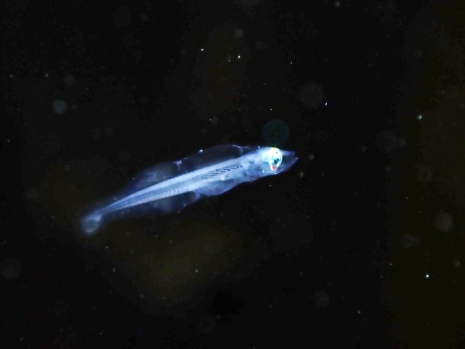 lanternfish larvae | Te Papa’s Blog