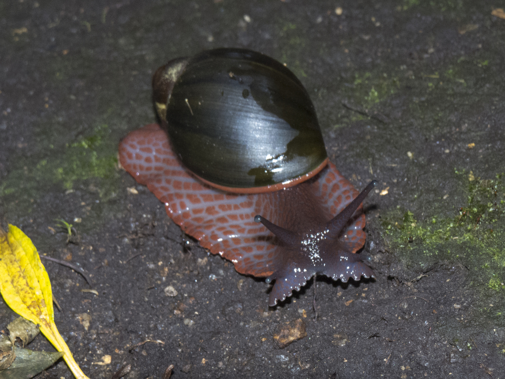 Of snails and community science: how iNaturalist can help us know more ...