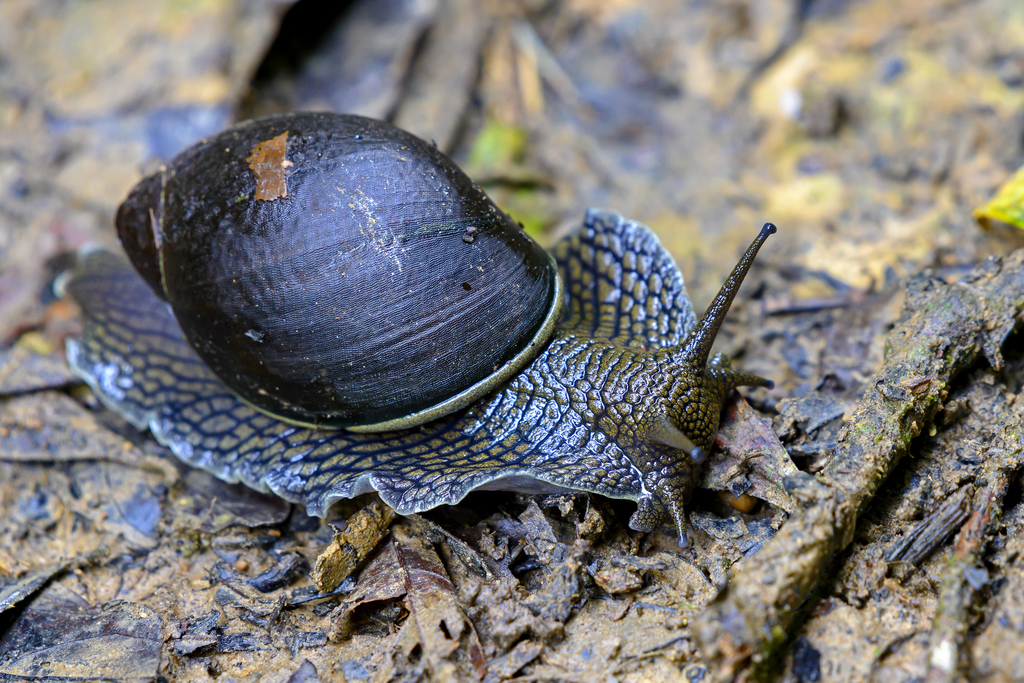 Of snails and community science: how iNaturalist can help us know more ...