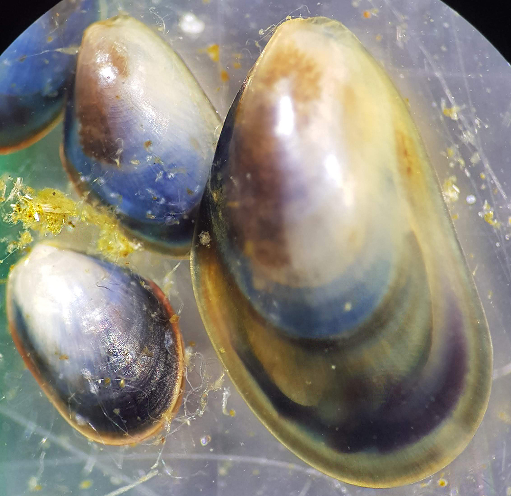 A peculiar case of mussels and merchandising | Te Papa’s Blog