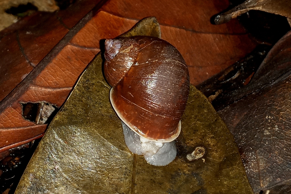 Of snails and community science: how iNaturalist can help us know more ...