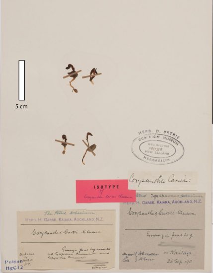 Scientists join forces to prevent extinction of New Zealand’s rarest ...