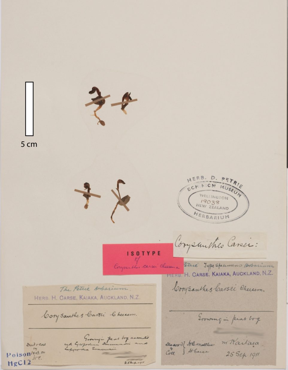 Scientists join forces to prevent extinction of New Zealand’s rarest ...