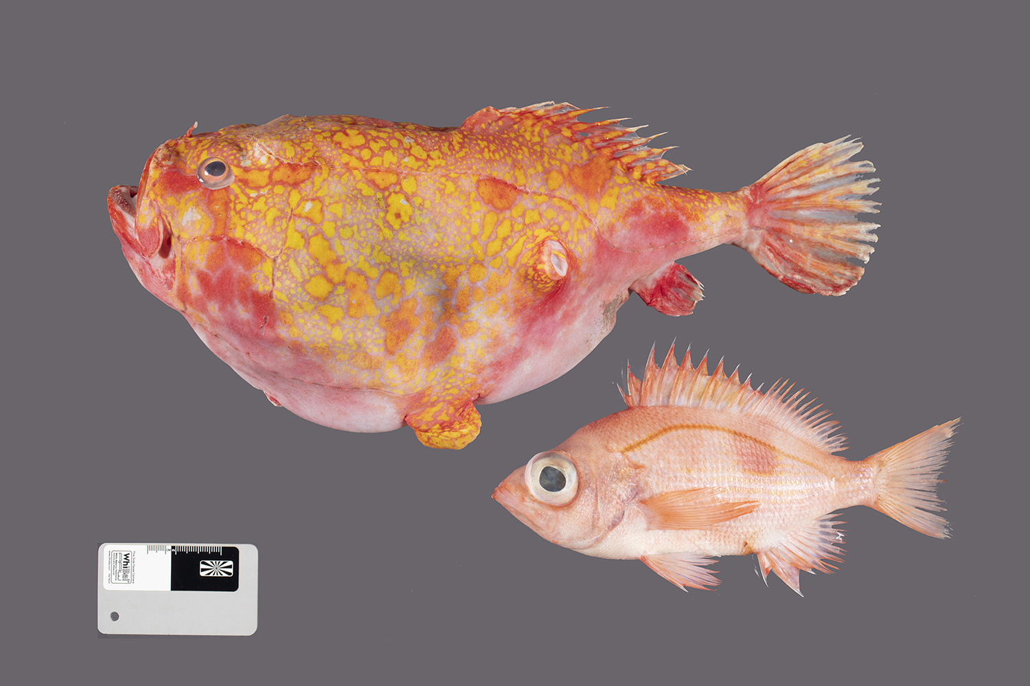 Giant Yellowspot Frogmouth – orange is the new green | Te Papa’s Blog