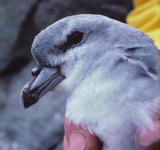 Alan Tennyson – Te Papa’s Blog