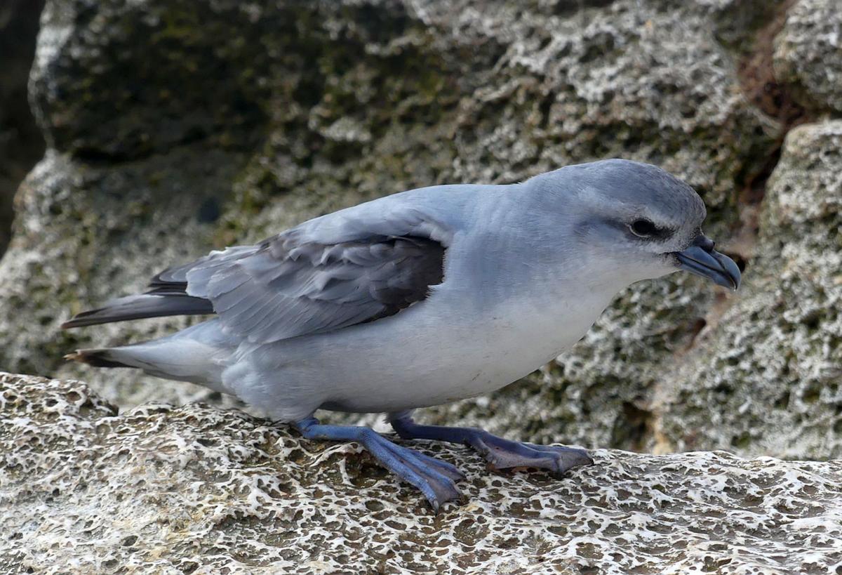Then there were eight: Te Papa research reveals yet another species of ...