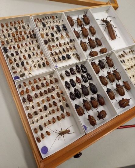 From Turkey, to Japan, to Peru, the origins of Te Papa’s foreign ...