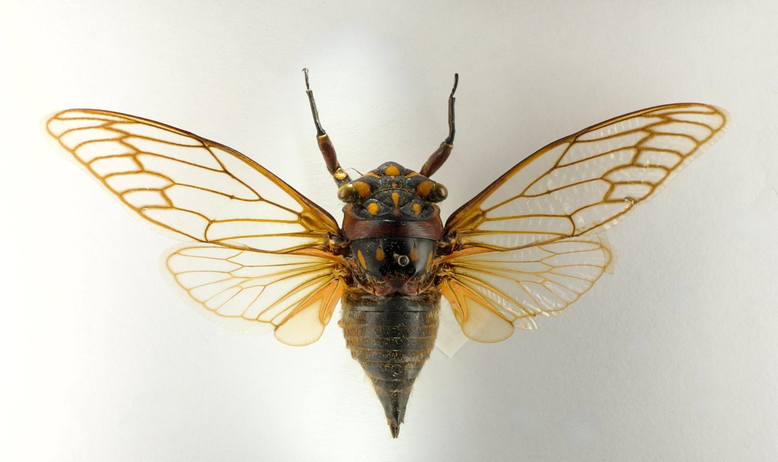 From Turkey, to Japan, to Peru, the origins of Te Papa’s foreign ...