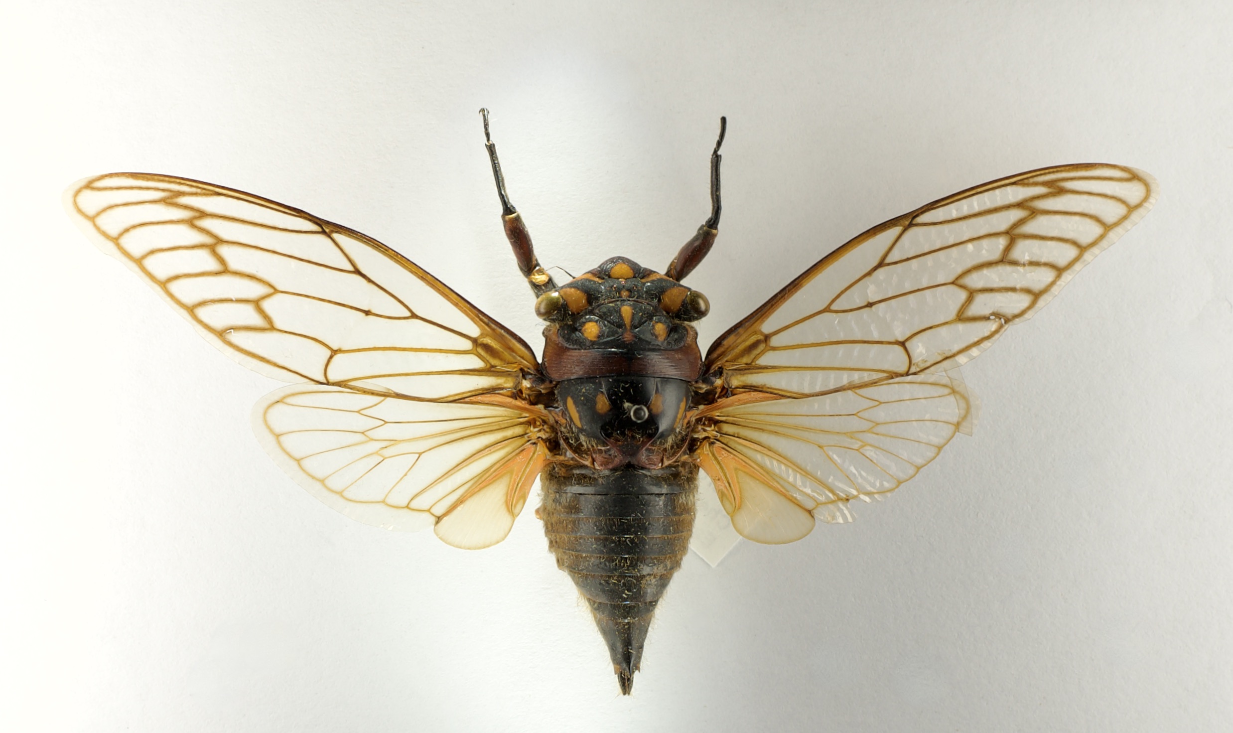 From Turkey, to Japan, to Peru, the origins of Te Papa’s foreign ...