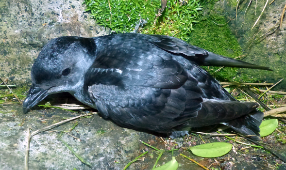 Which petrel is this? A tale of polar explorers and a little seabird’s ...