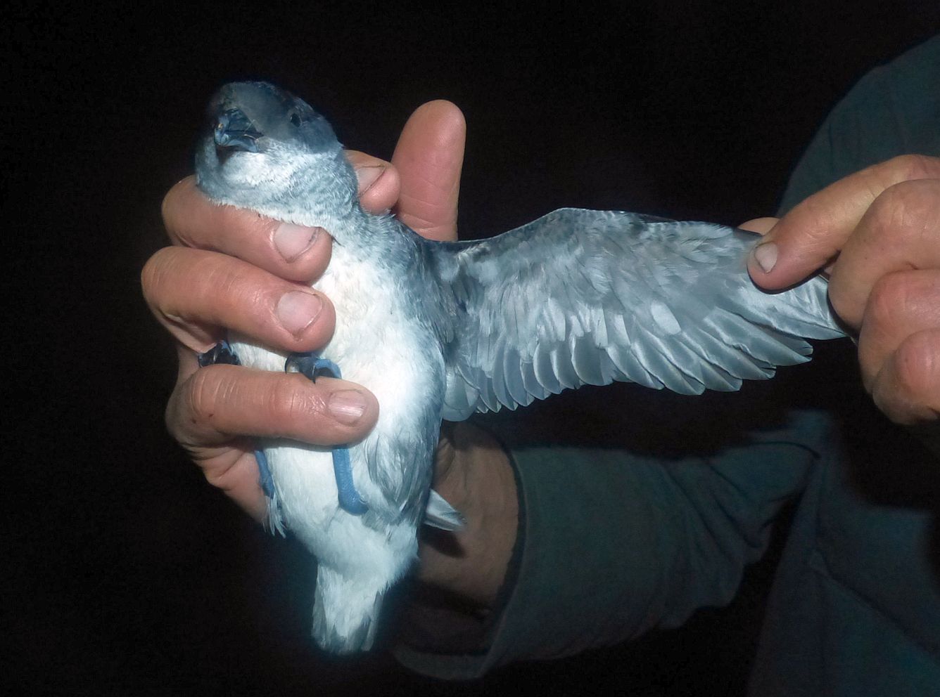 Which petrel is this? A tale of polar explorers and a little seabird’s ...