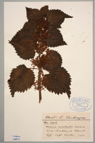 Documenting the 100-year-old origins of a Veronica cultivar | Te Papa’s ...