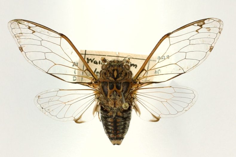 NZ Cicada | Te Papa’s Blog