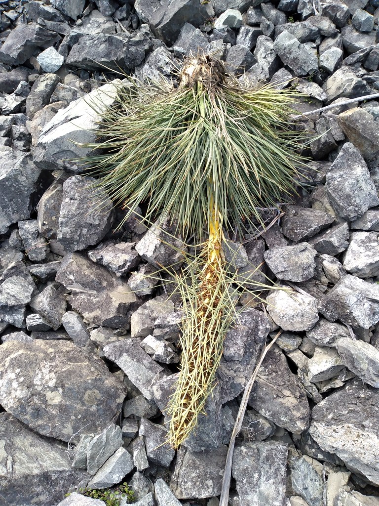 Kiwi carrot (in a box): New Zealand’s native carrot on display | Te ...