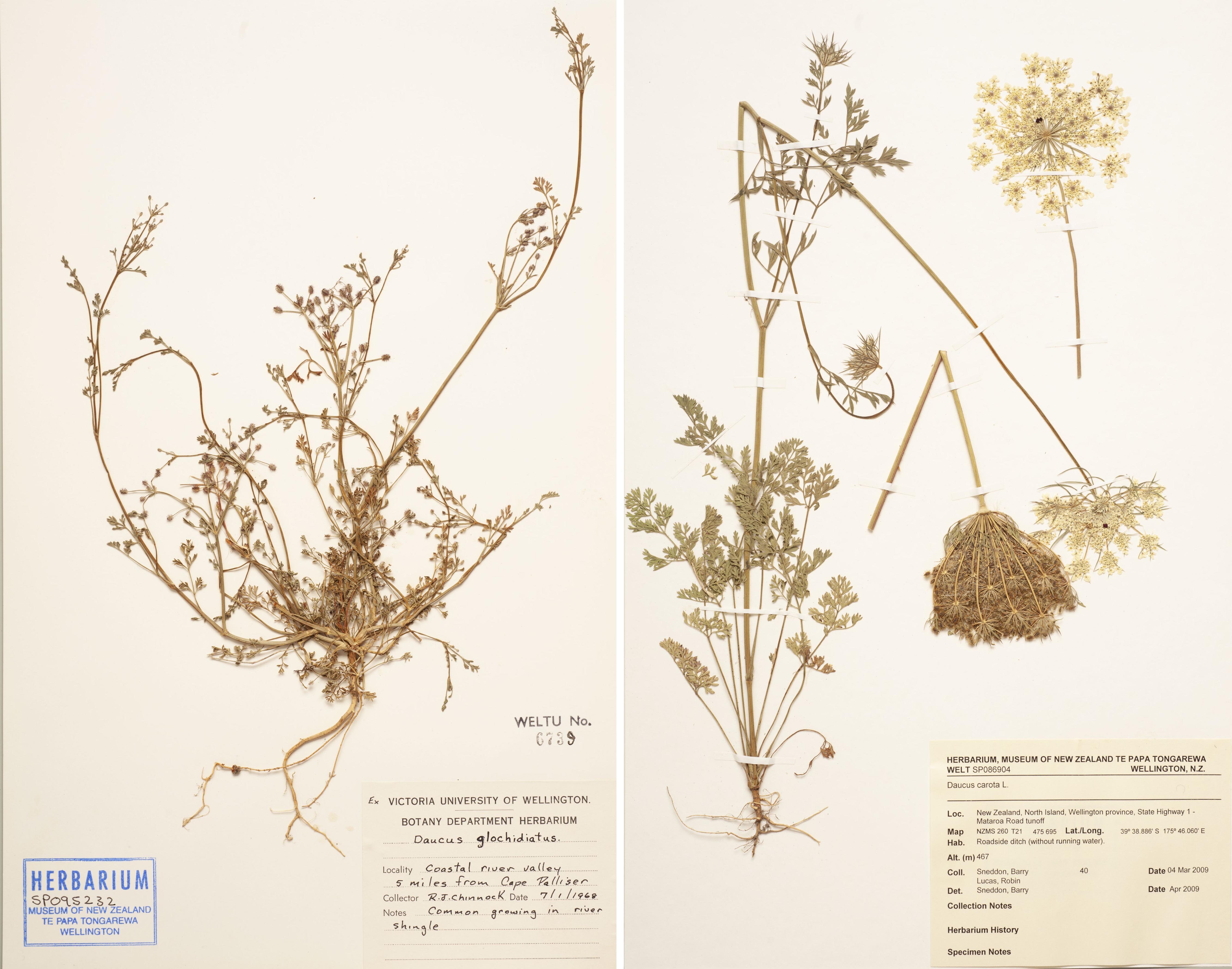 Kiwi carrot (in a box): New Zealand’s native carrot on display | Te ...