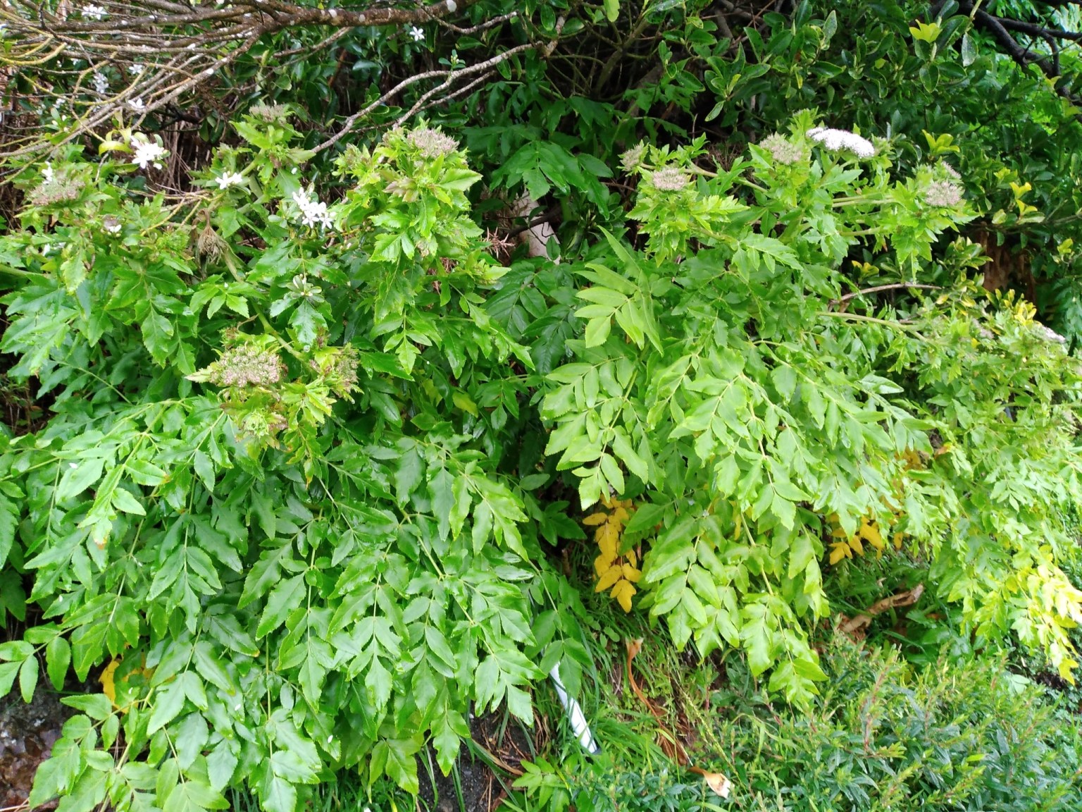 Kiwi carrot (in a box): New Zealand’s native carrot on display | Te ...