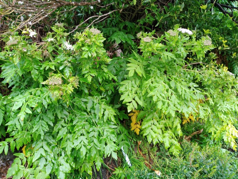 Kiwi carrot (in a box): New Zealand’s native carrot on display | Te ...