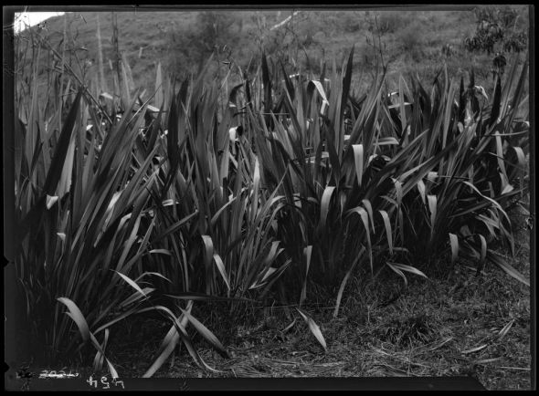 What can DNA reveal about harakeke and taonga Māori? | Te Papa’s Blog