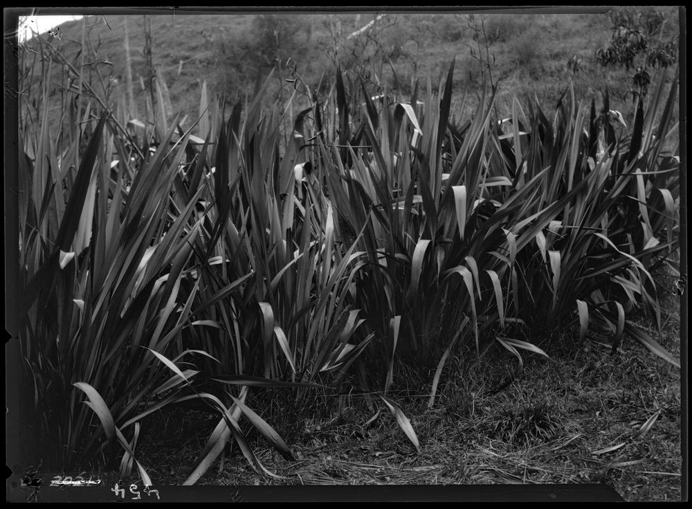 What can DNA reveal about harakeke and taonga Māori? | Te Papa’s Blog