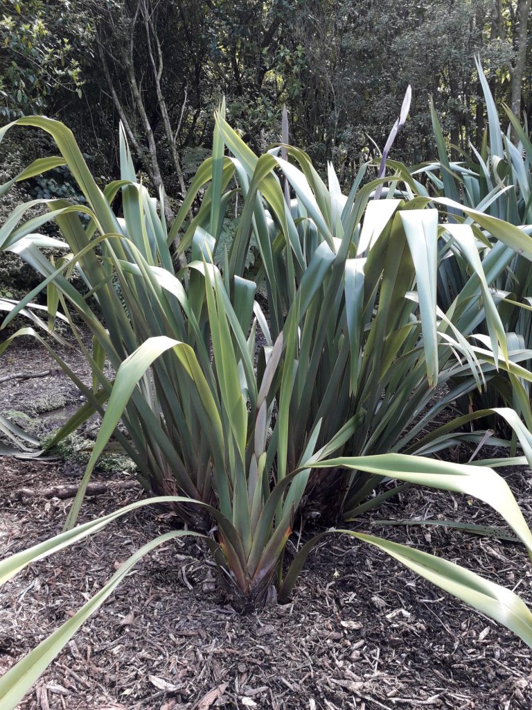 Paoa_124318 | Te Papa’s Blog