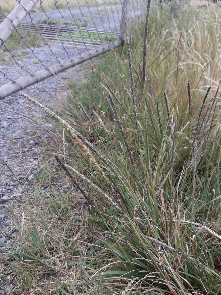 Kiwi carrot (in a box): New Zealand’s native carrot on display | Te ...