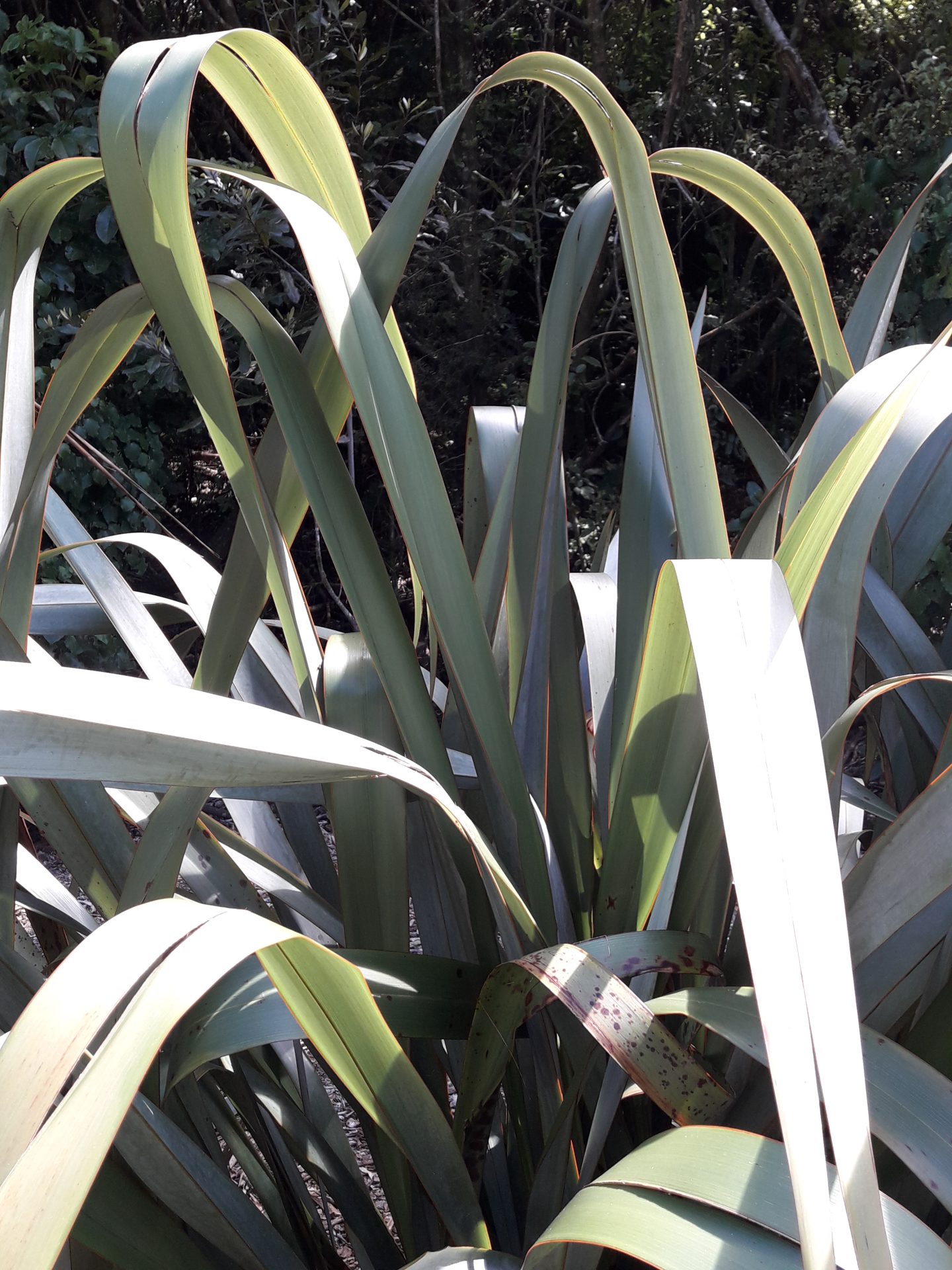 What can DNA reveal about harakeke and taonga Māori? | Te Papa’s Blog