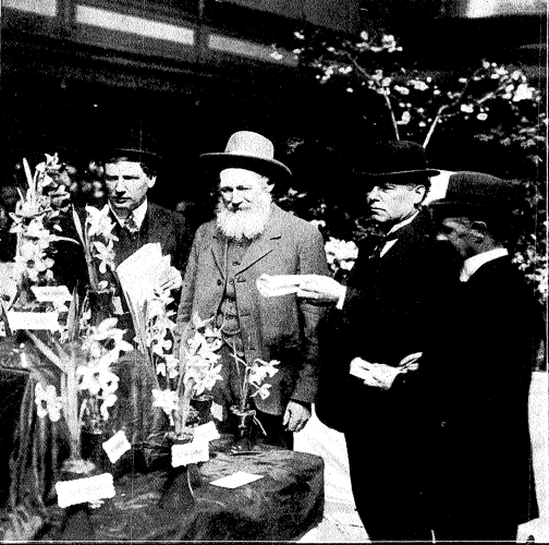 Documenting the 100-year-old origins of a Veronica cultivar | Te Papa’s ...