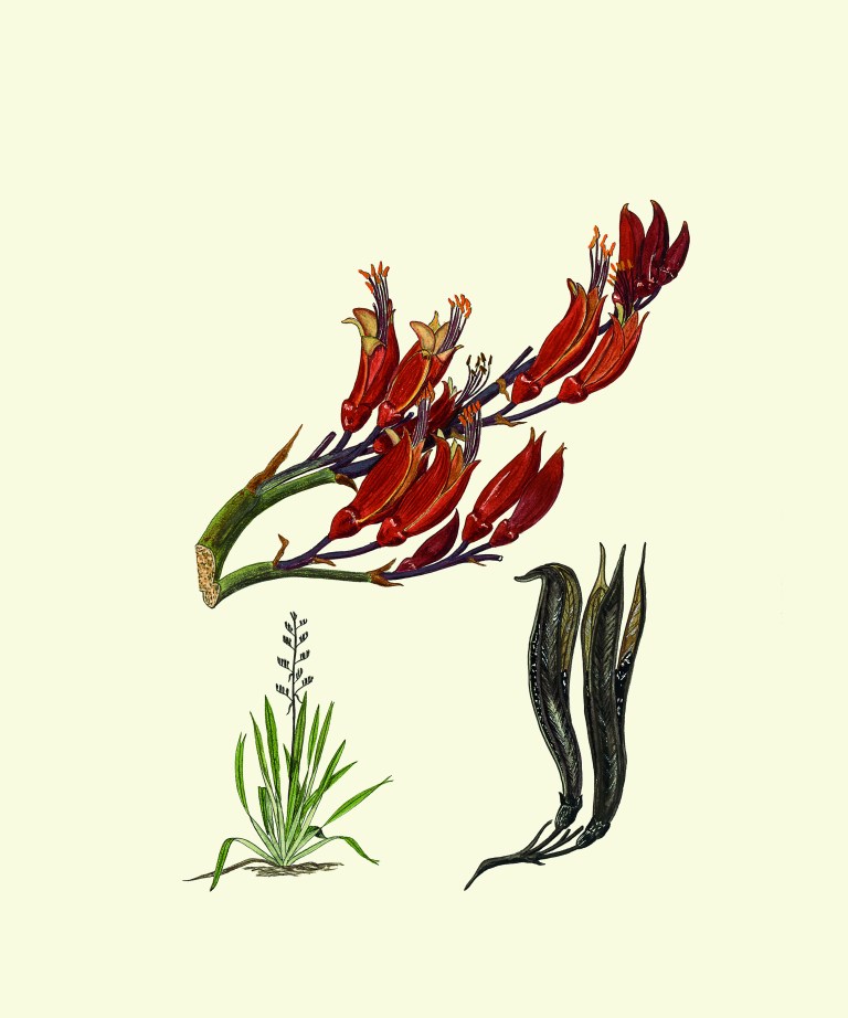 Audrey Eagle (1925–2022), botanical illustrator and author | Te Papa’s Blog