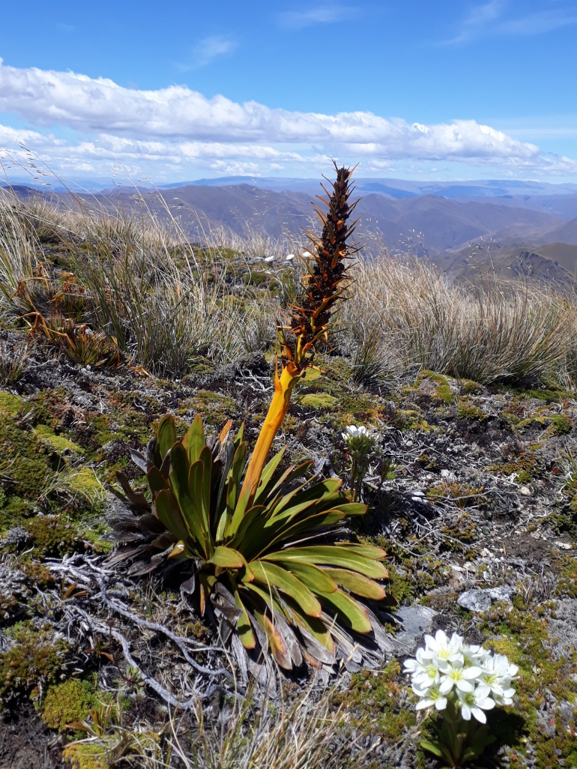 An introduction to speargrasses – plants with a prickly reputation | Te ...