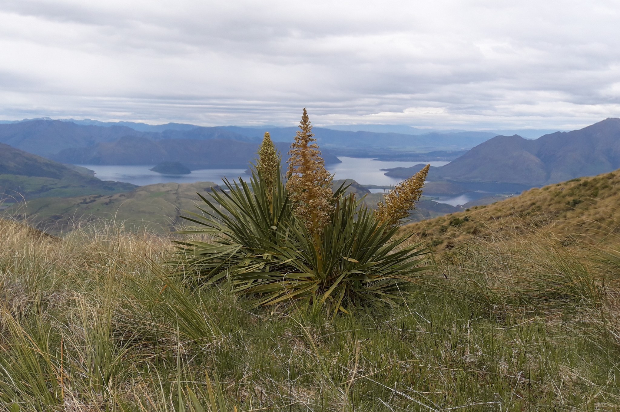 An introduction to speargrasses – plants with a prickly reputation | Te ...