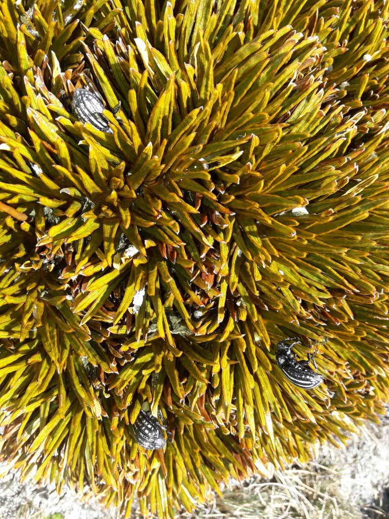 A necessary weevil – an introduction to speargrass weevils and other ...