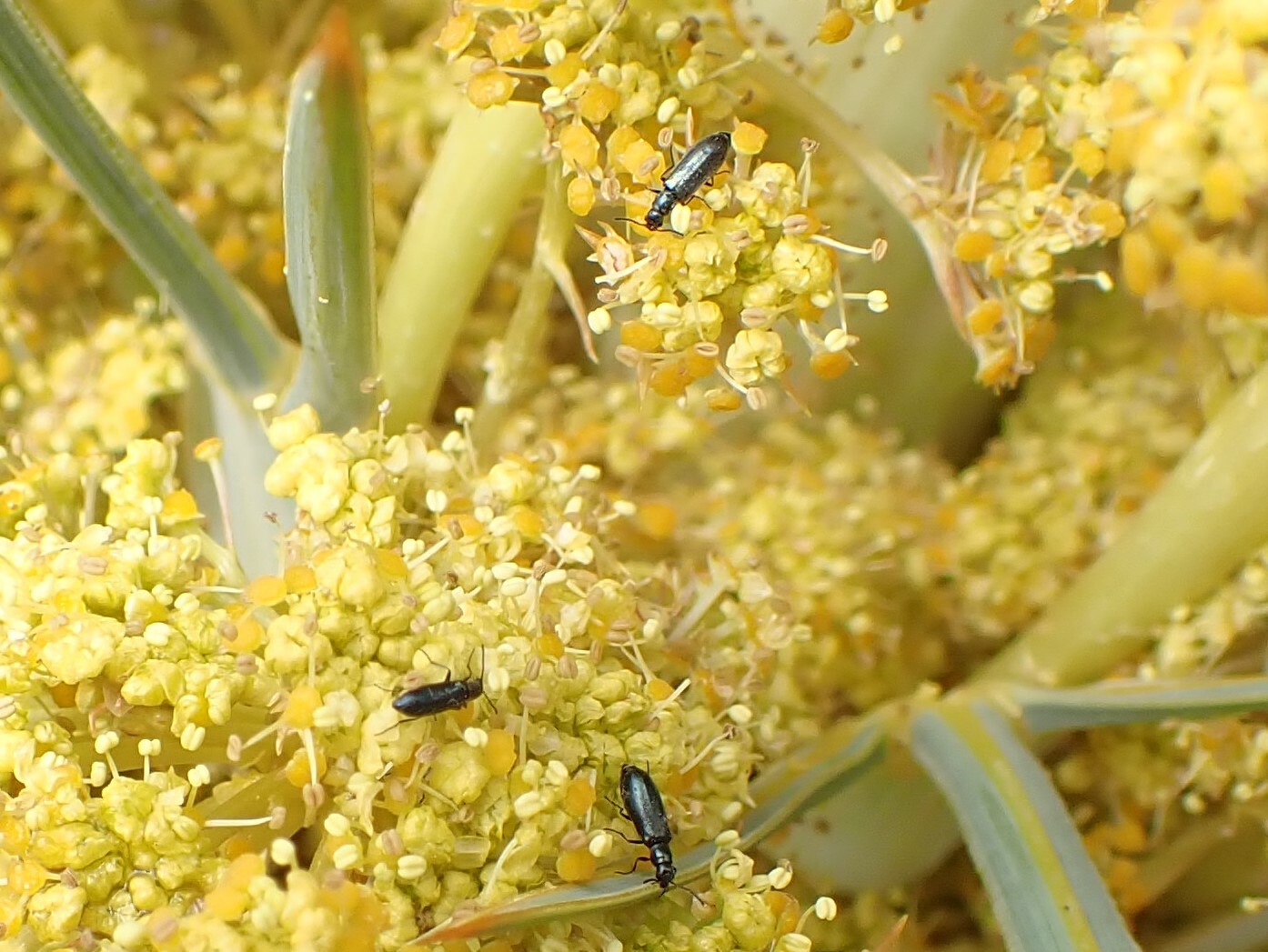 A necessary weevil – an introduction to speargrass weevils and other ...